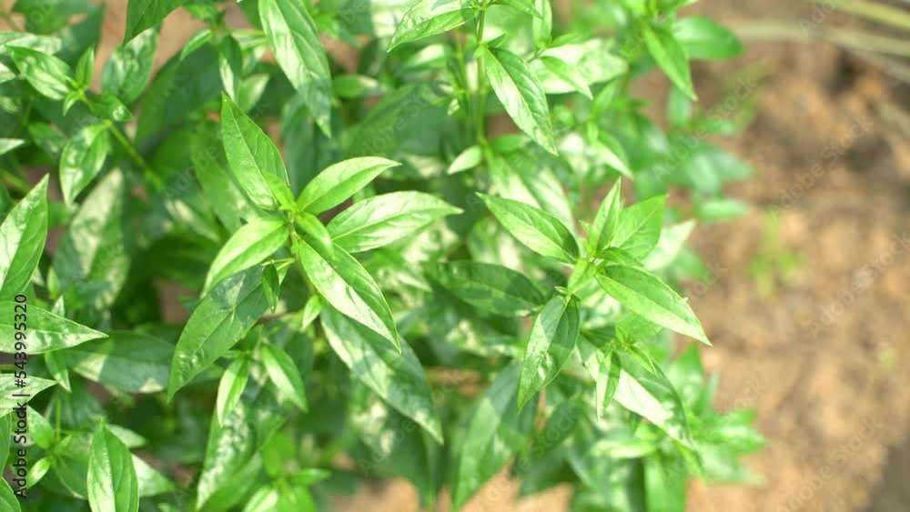 A variety of medicines are prepared from Andrographis Paniculata leaf ...