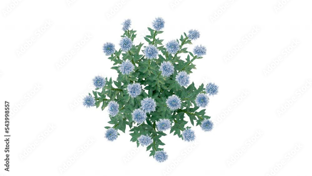 Pisacan flower on a white background 3D animation, Flowering shrubs ...