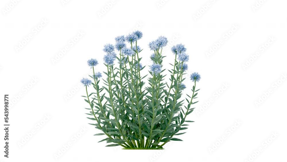 Pisacan flower on a white background 3D animation, Flowering shrubs ...