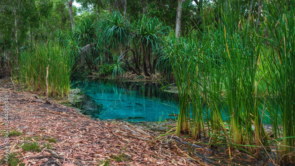 Bitter springs Mataranka, NT, Australia. one of two natural thermal ...