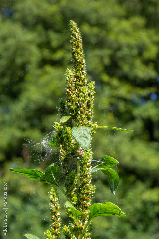 Amaranthus retroflexus Red-root amaranth, redroot pigweed, common amaranth, pigweed amaranth ...
