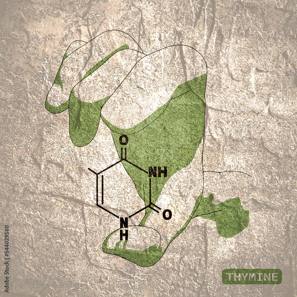 Hand holding chemical molecular formula of thymine - DNA and RNA ...