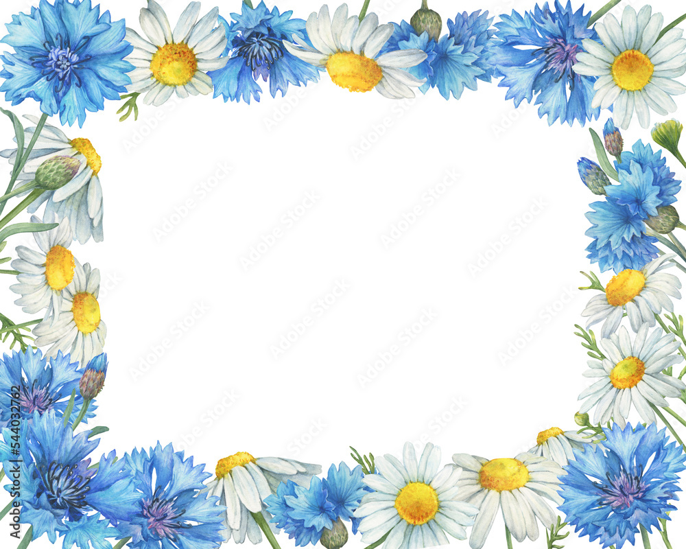 Square frame, template with blue cornflower flower (knapweed or bluett ...