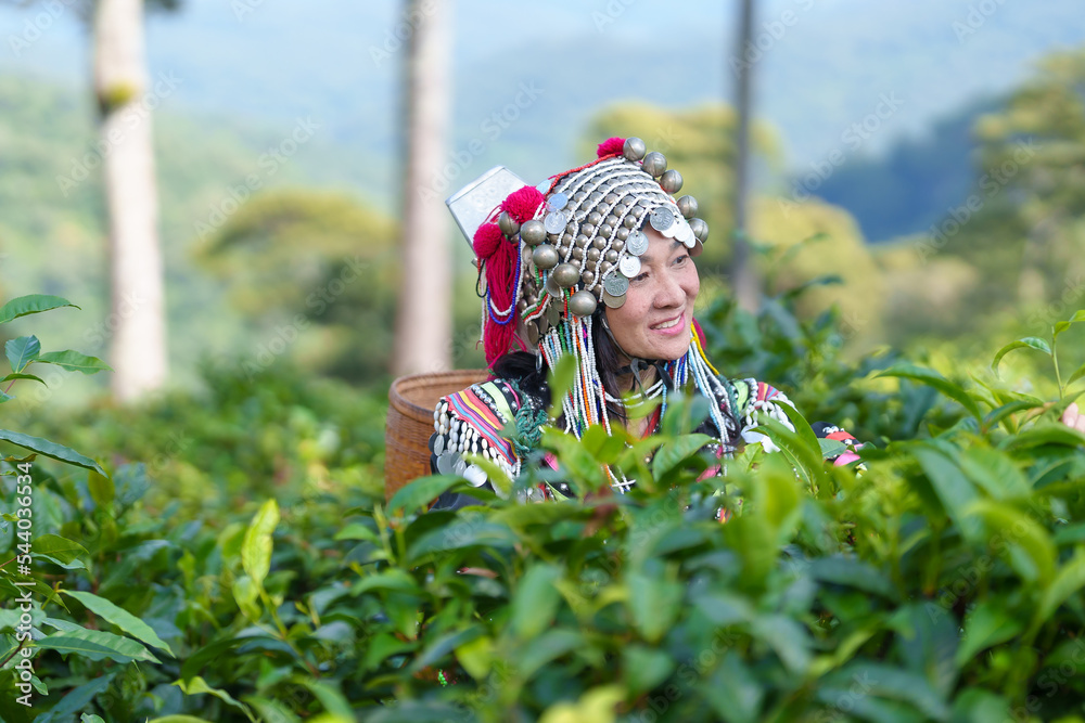 Hill tribe Asian woman in traditional clothes collecting tea leaves ...