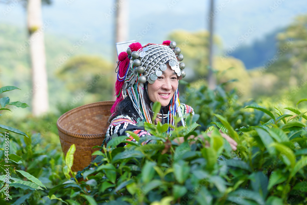 Hill tribe Asian woman in traditional clothes collecting tea leaves with basket in tea ...