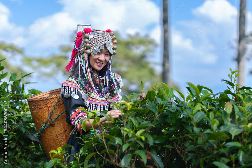 Hill tribe Asian woman in traditional clothes collecting tea leaves with basket in tea ...