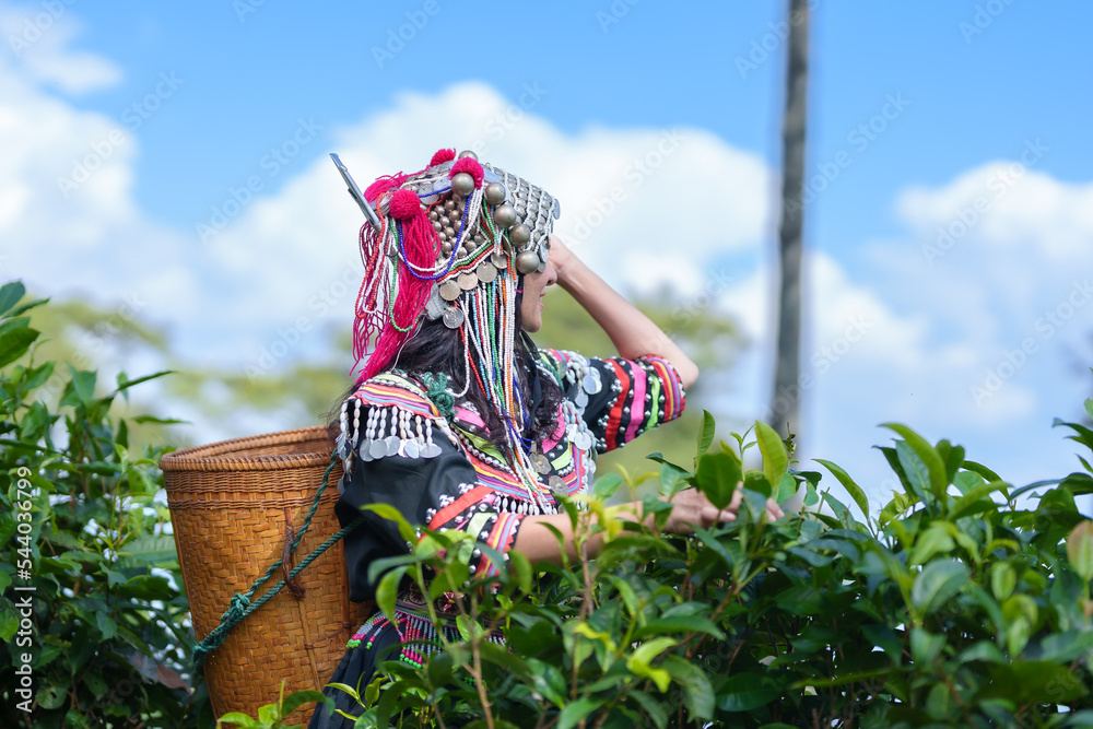 Hill tribe Asian woman in traditional clothes collecting tea leaves with basket in tea ...