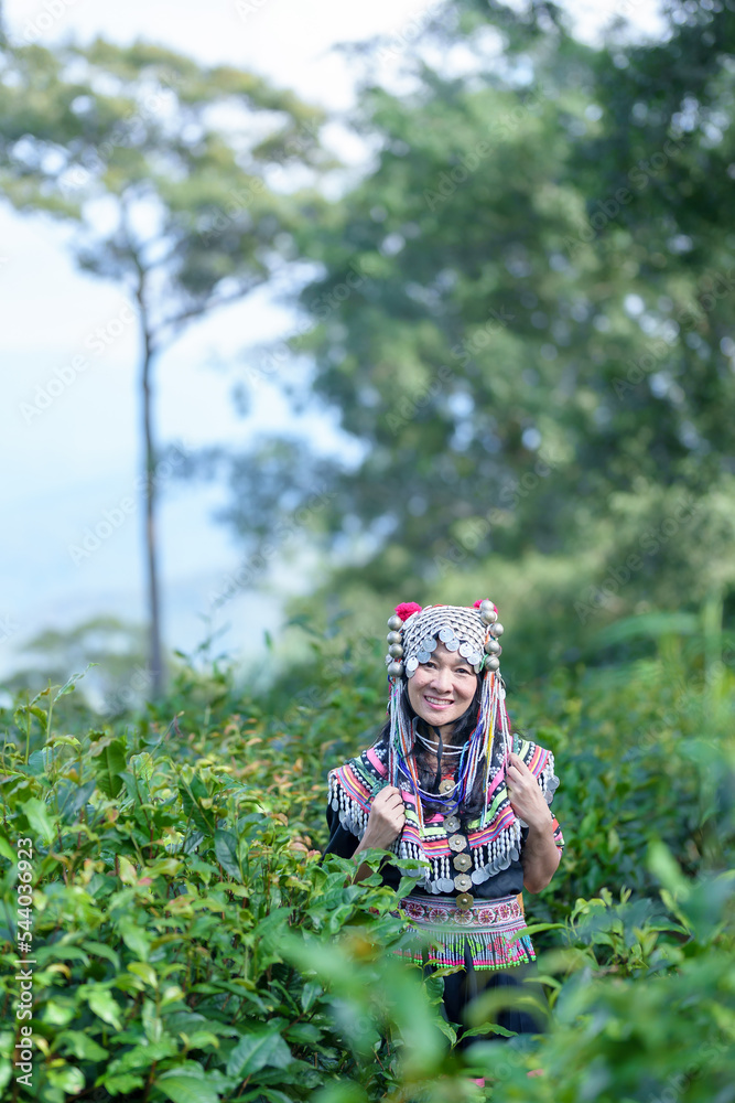 Hill tribe Asian woman in traditional clothes collecting tea leaves with basket in tea ...