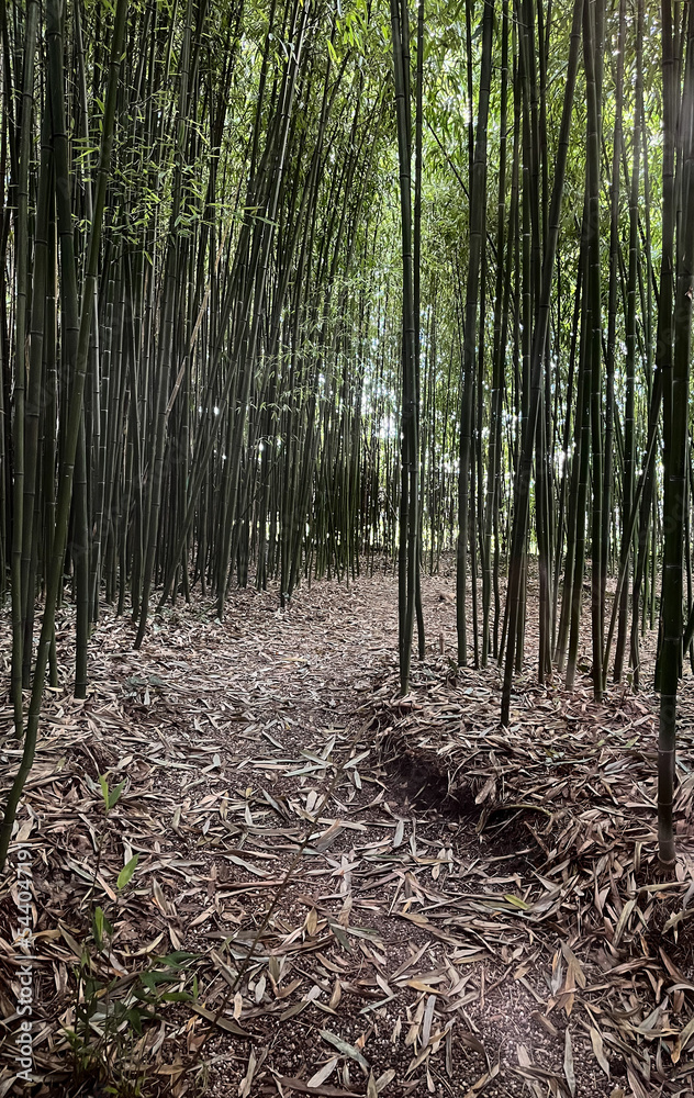 bamboo grove, bamboo forest. Bamboo is a genus of perennial evergreen ...