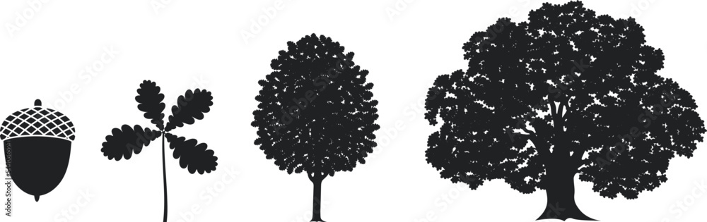 Oak growing stages. Isolated oak tree on white background Stock Vector ...