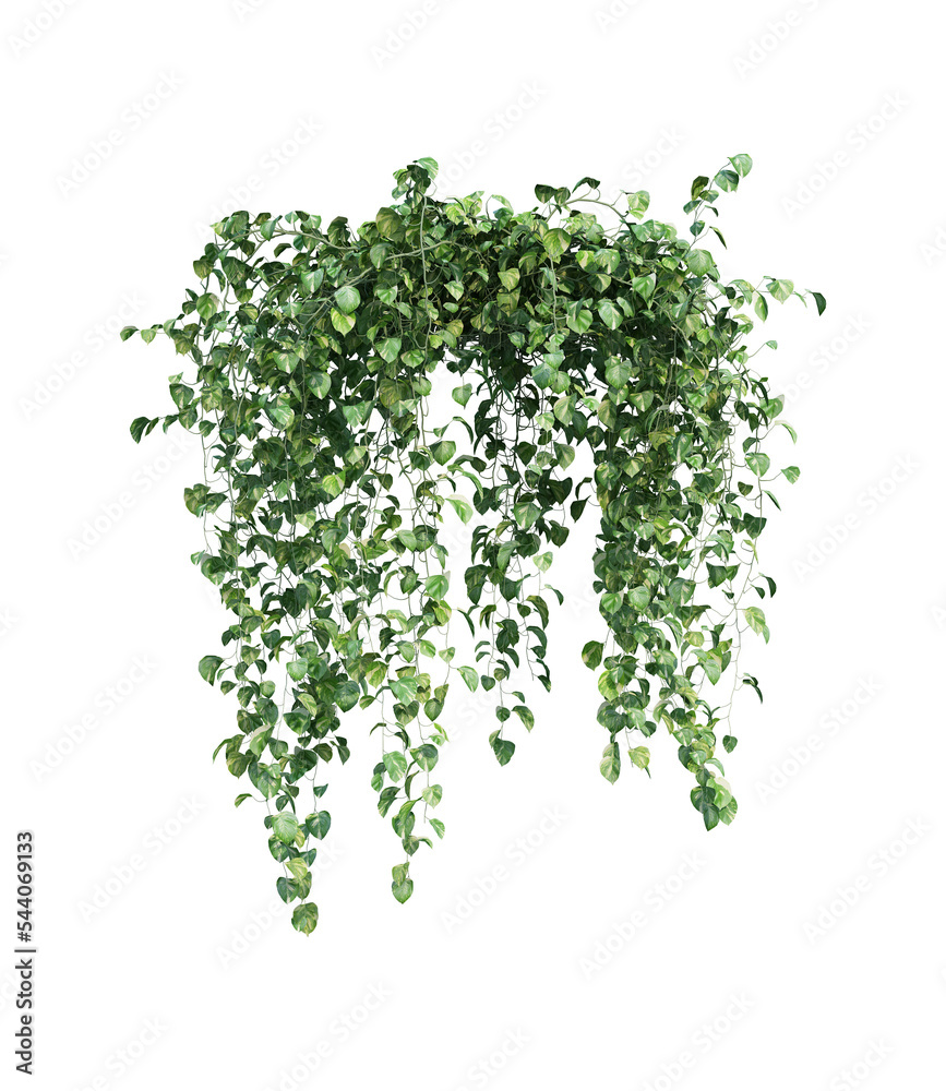 Foto de Vine PNG Image, Vines Vine, Vine Clipart, Vines, Vine PNG Image ...