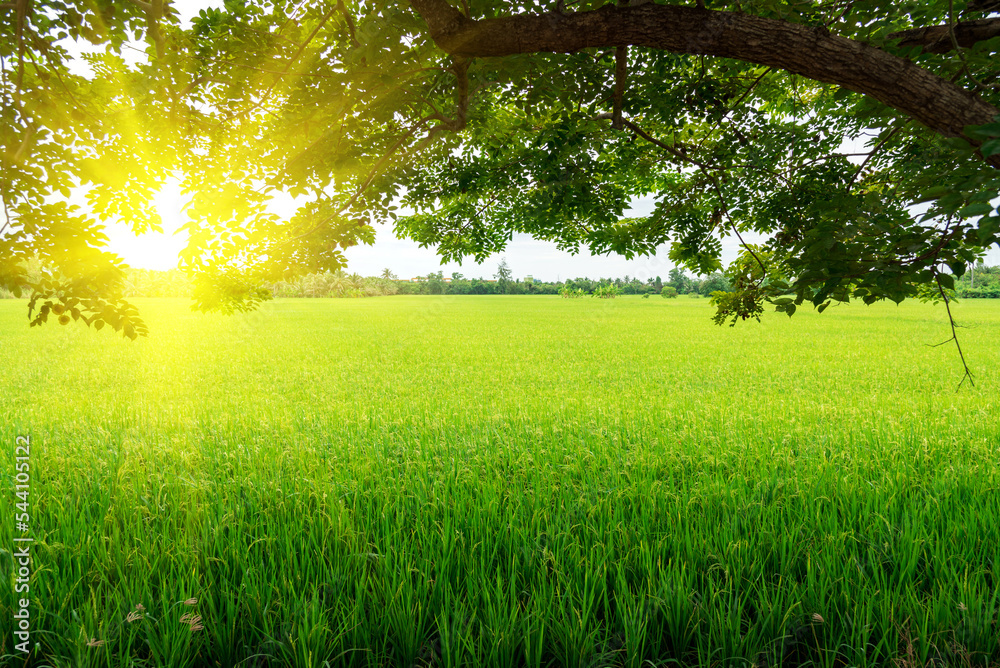 Rice farm, Rice field, Rice paddy in thailand, rice field in Beautiful ...