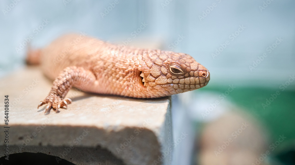Poster Merauke blue-tongued skink Tiliqua gigas evanescens known as ...