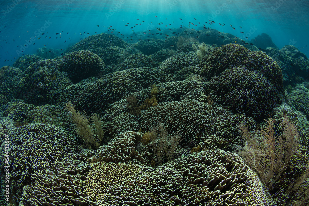 An array of reef-building corals compete for space on a shallow ...