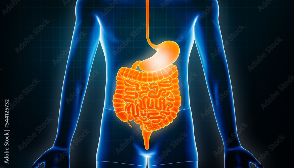 Intestinal tract 3D rendering illustration. Anterior or front view of ...