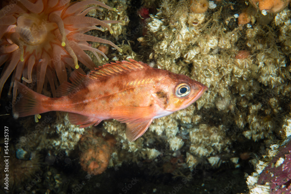 Acadian redfish underwater in the St. Lawrence River Stock Photo ...