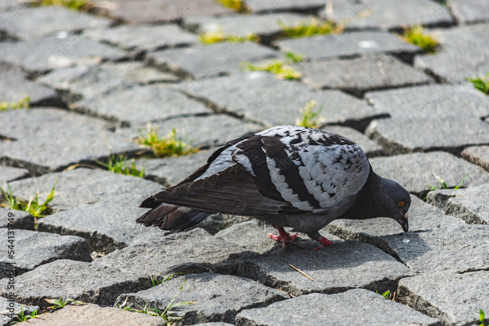 Rock pigeon eating from the ground in a public space Stock Photo ...