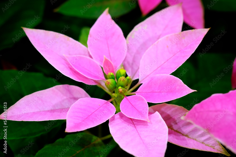 Pink leaves texture background, colorful leaves, nature concept ...