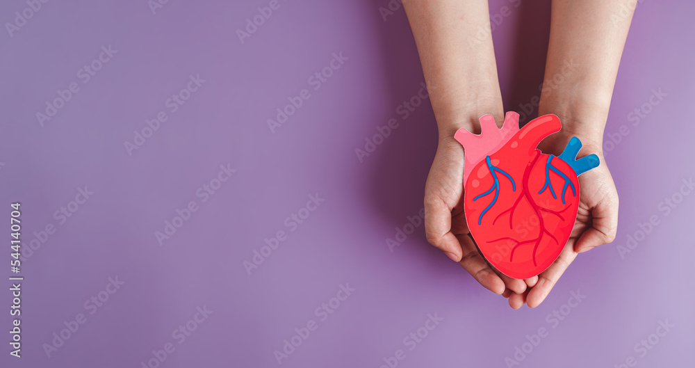 hands holding heart organ paper cut, heart anatomy, heart attack, heart ...