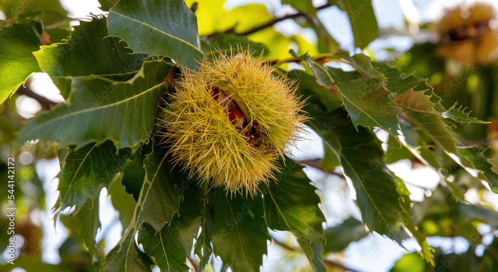 Chestnut fruit on Castanea sativa tree. Fresh edible chestnut with open ...