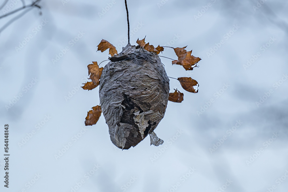 A very large hornet nest is hanging from the tree branch at Greenwood ...