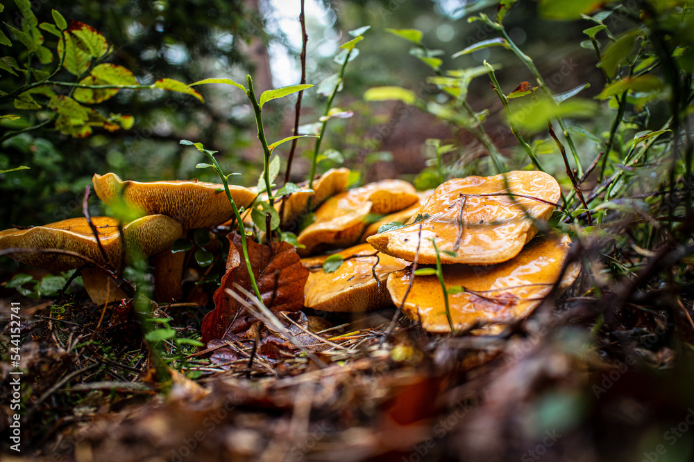 Maślak sitarz. Suillus bovinus. Grzyb jadalny. Stock Photo | Adobe Stock