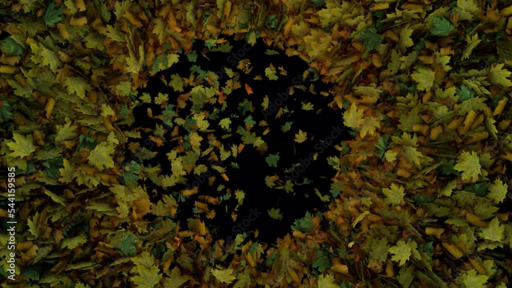 Autumn leaves transition with leaves appearing from the middle and ...