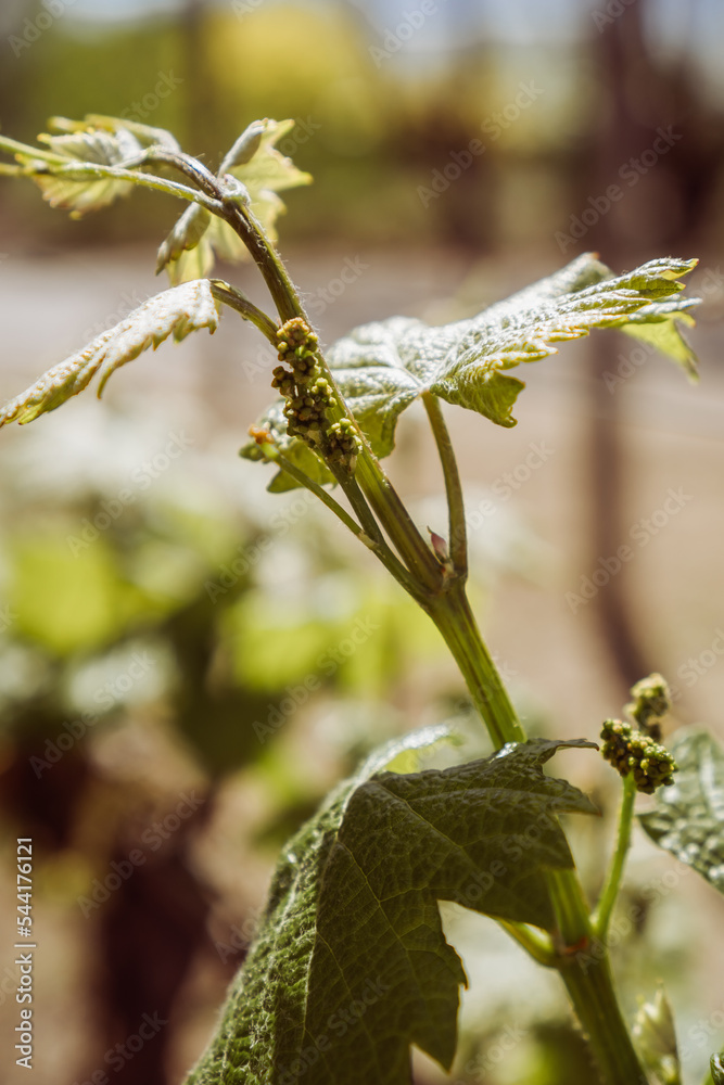 Grape vines in a vineyard at a Bodega (winery) in the Andes Mountains ...