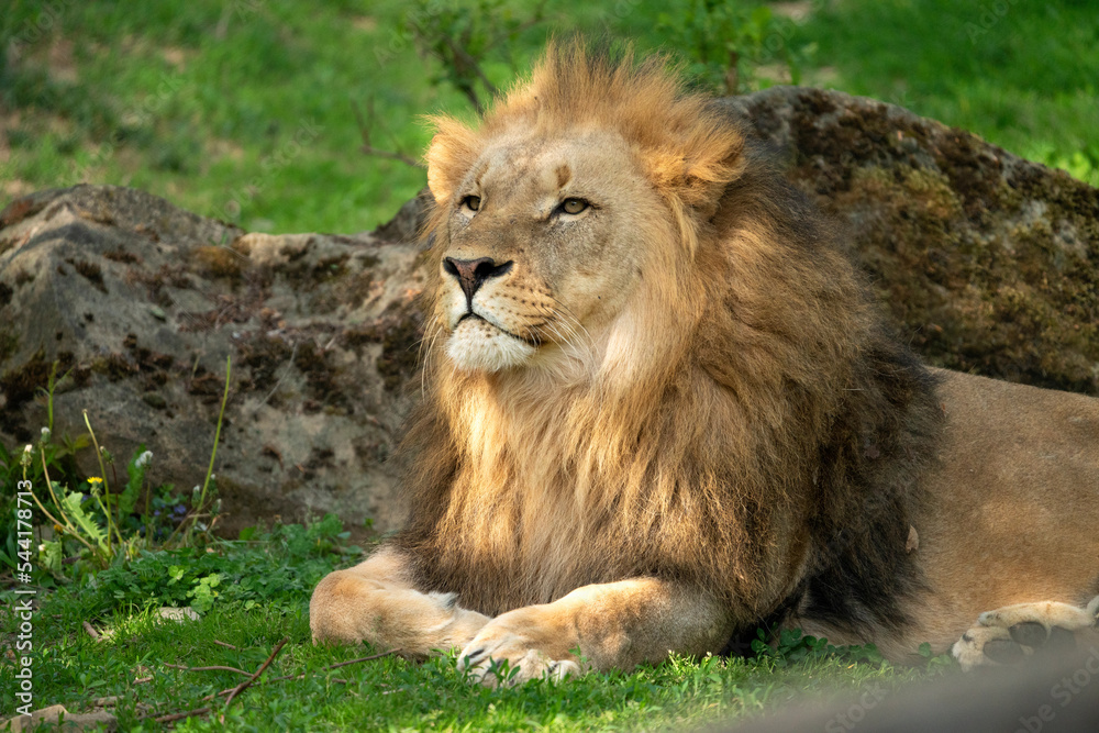 Katanga Lion or Southwest African Lion, panthera leo bleyenberghi. Head ...