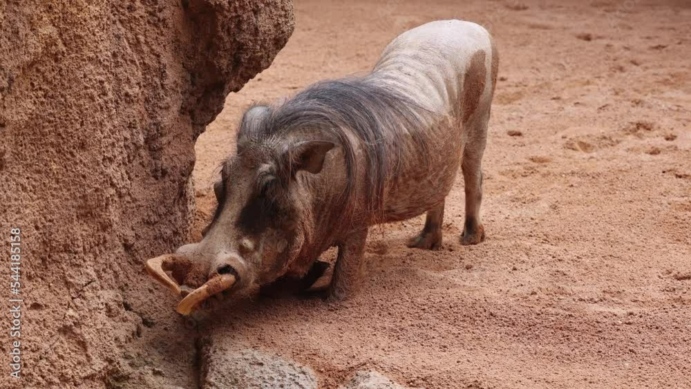 Phacochoerus, Warthog a genus in the family Suidae in its Natural ...