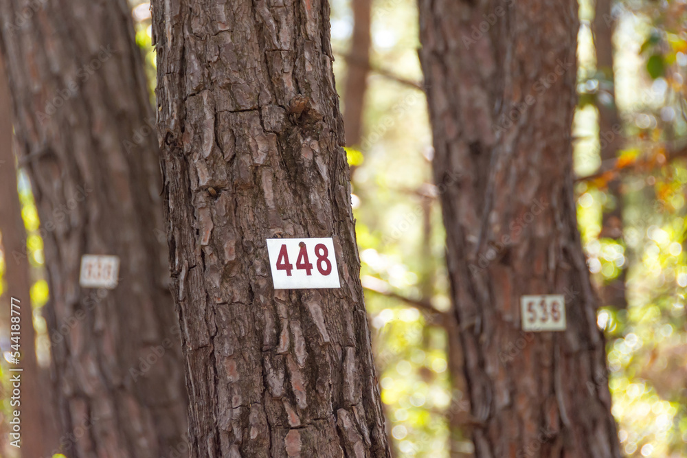 Tree numbering plates with numbers on the trunks. Accounting for trees ...