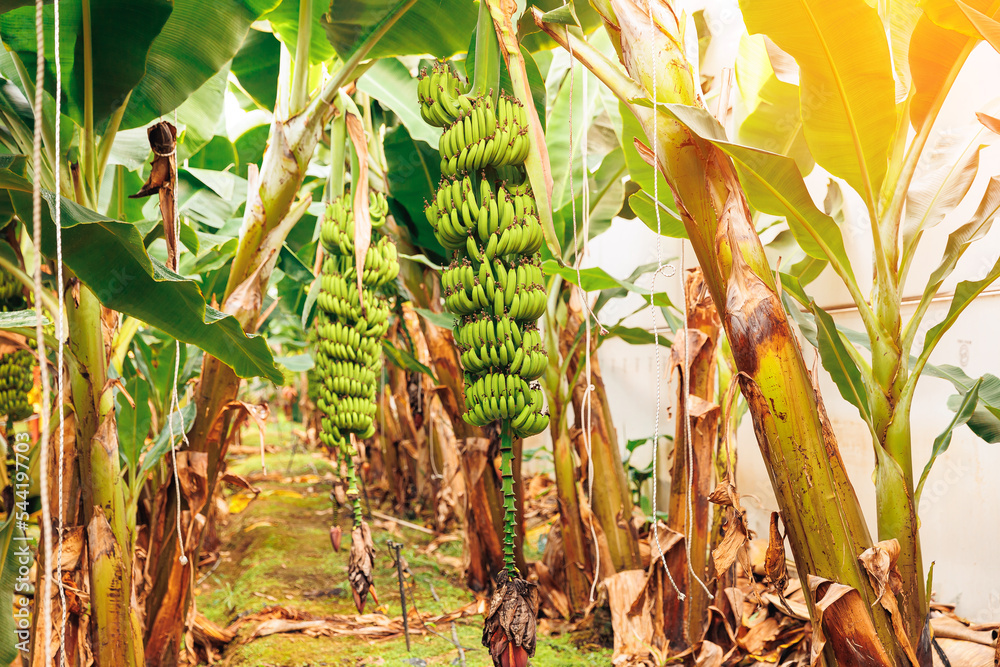 Yellow Banana Fruit Tree