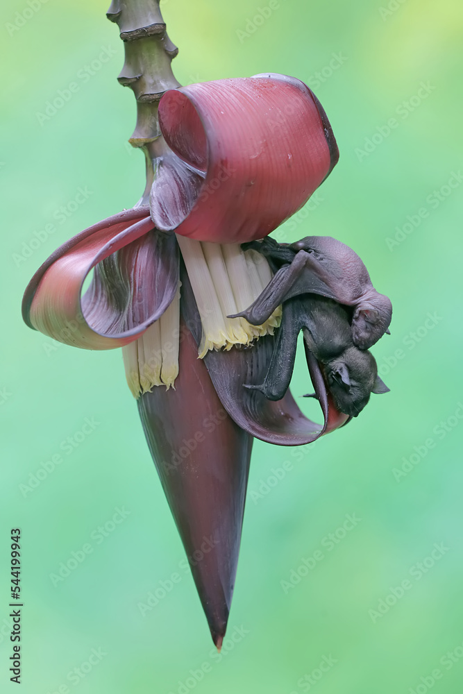 A mother short nosed fruit bat is resting while holding her baby on a ...