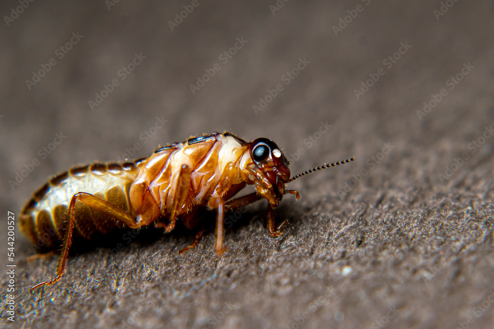 Close Up of Swarmers, moths, flying termite, winged termites ...