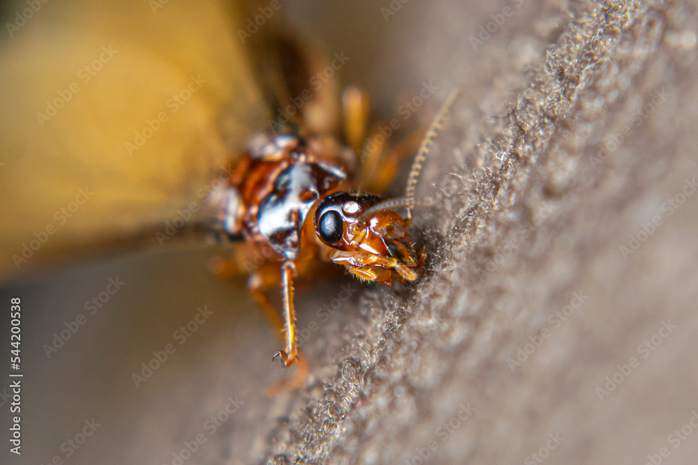 Close Up of Swarmers, moths, flying termite, winged termites ...
