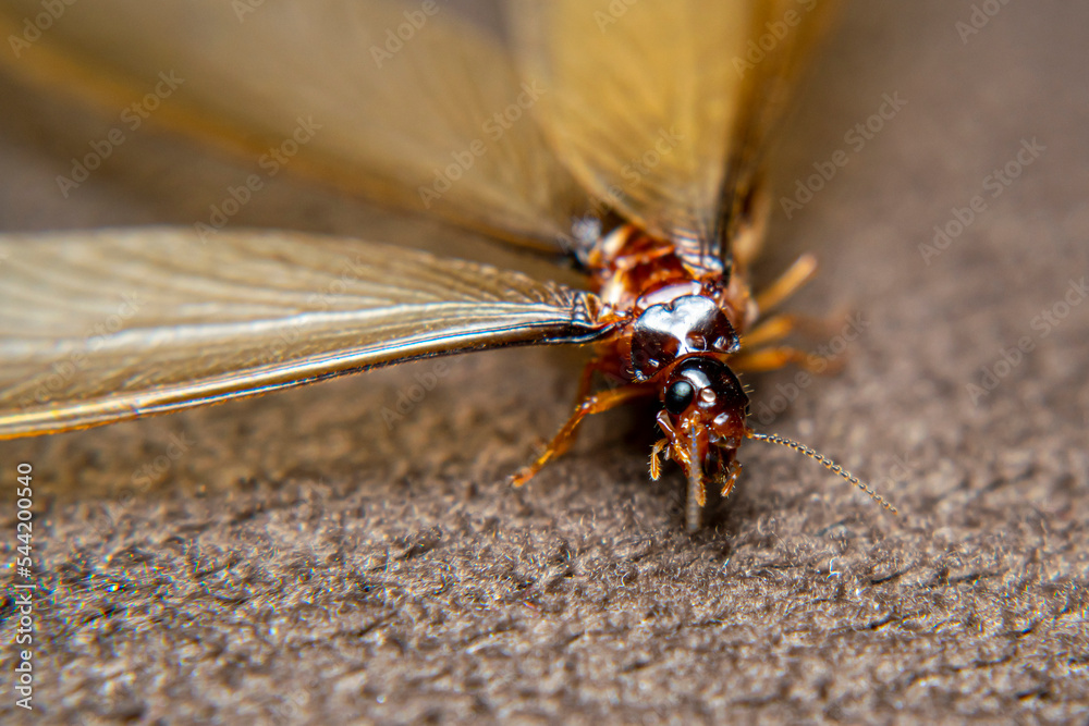 Close Up of Swarmers, moths, flying termite, winged termites ...