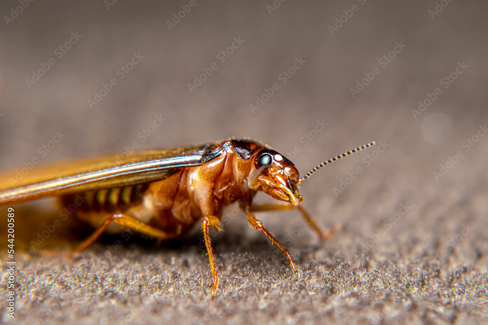 Close Up of Swarmers, moths, flying termite, winged termites ...