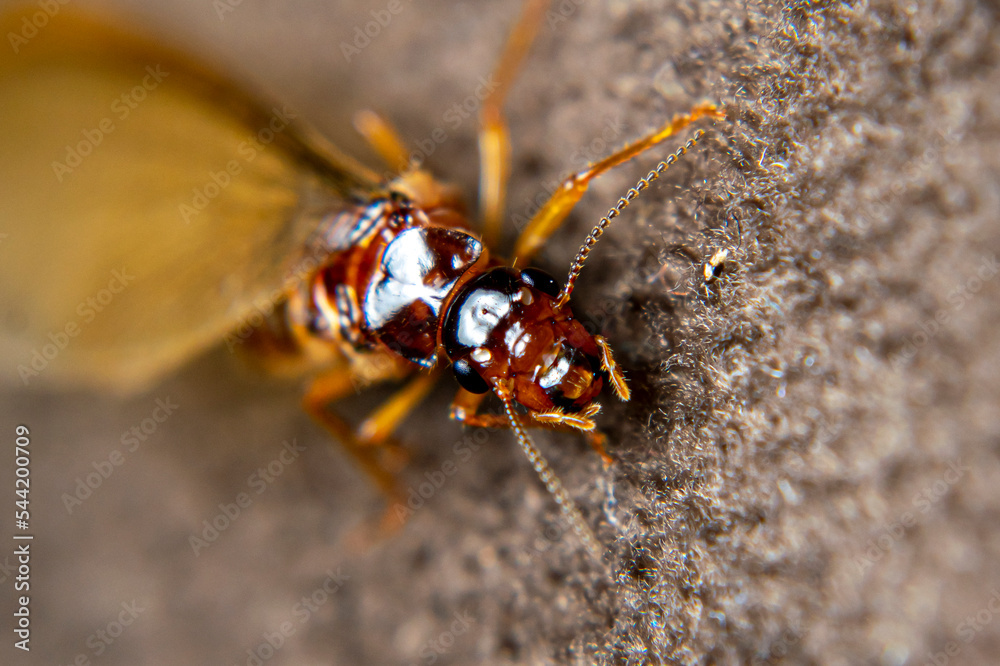 Close Up of Swarmers, moths, flying termite, winged termites ...