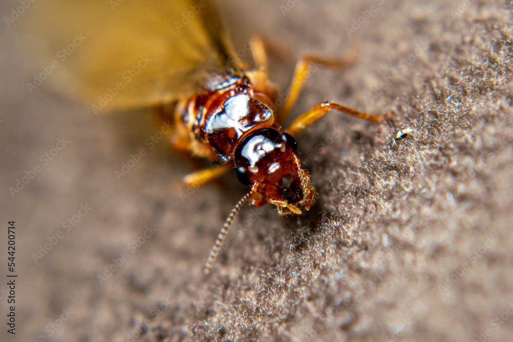 Close Up of Swarmers, moths, flying termite, winged termites ...