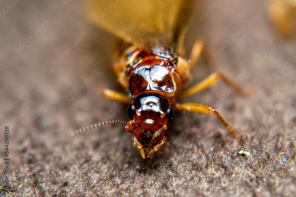 Close Up of Swarmers, moths, flying termite, winged termites ...