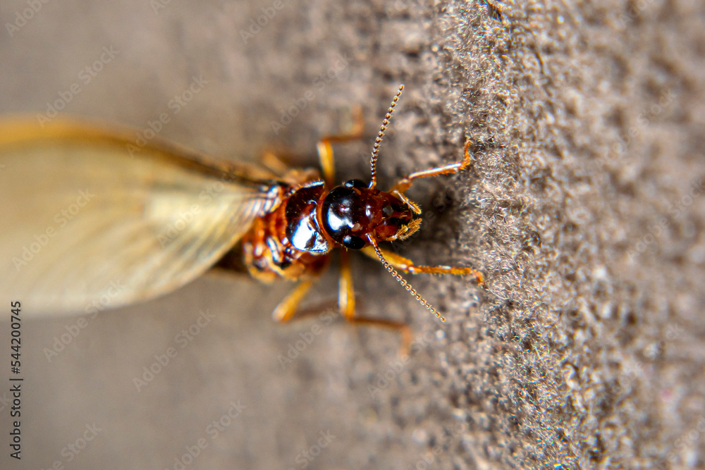 Close Up of Swarmers, moths, flying termite, winged termites ...