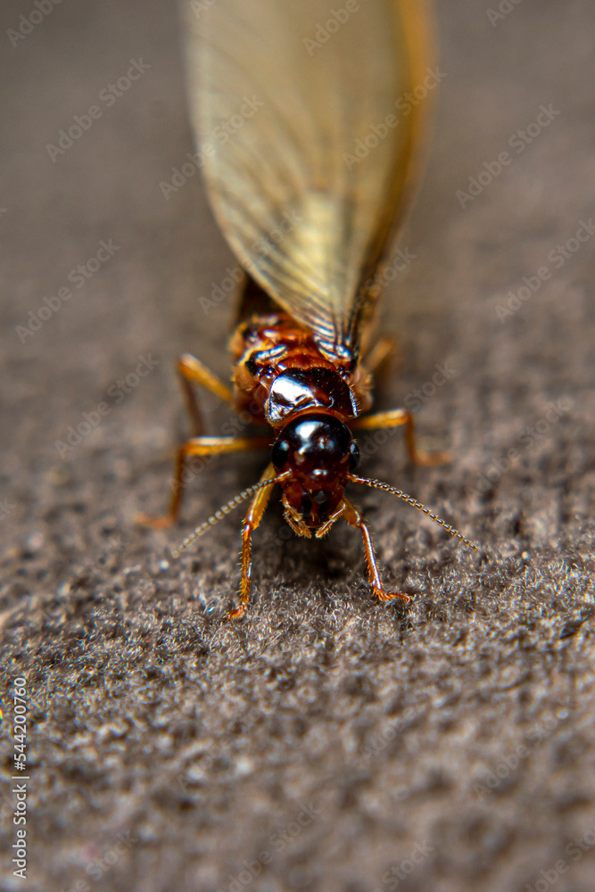 Close Up of Swarmers, moths, flying termite, winged termites ...
