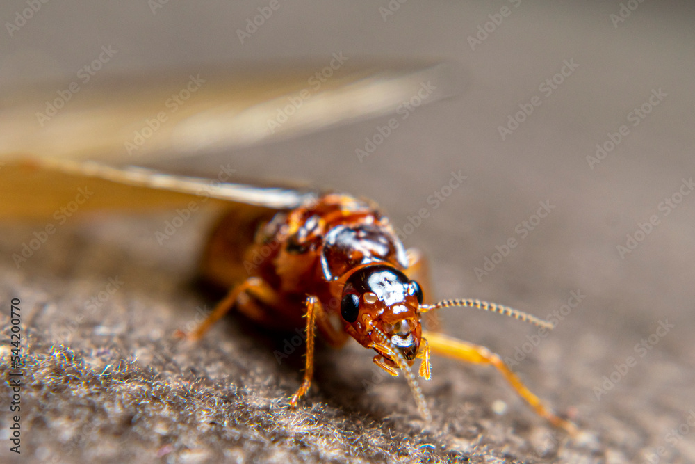 Close Up of Swarmers, moths, flying termite, winged termites ...