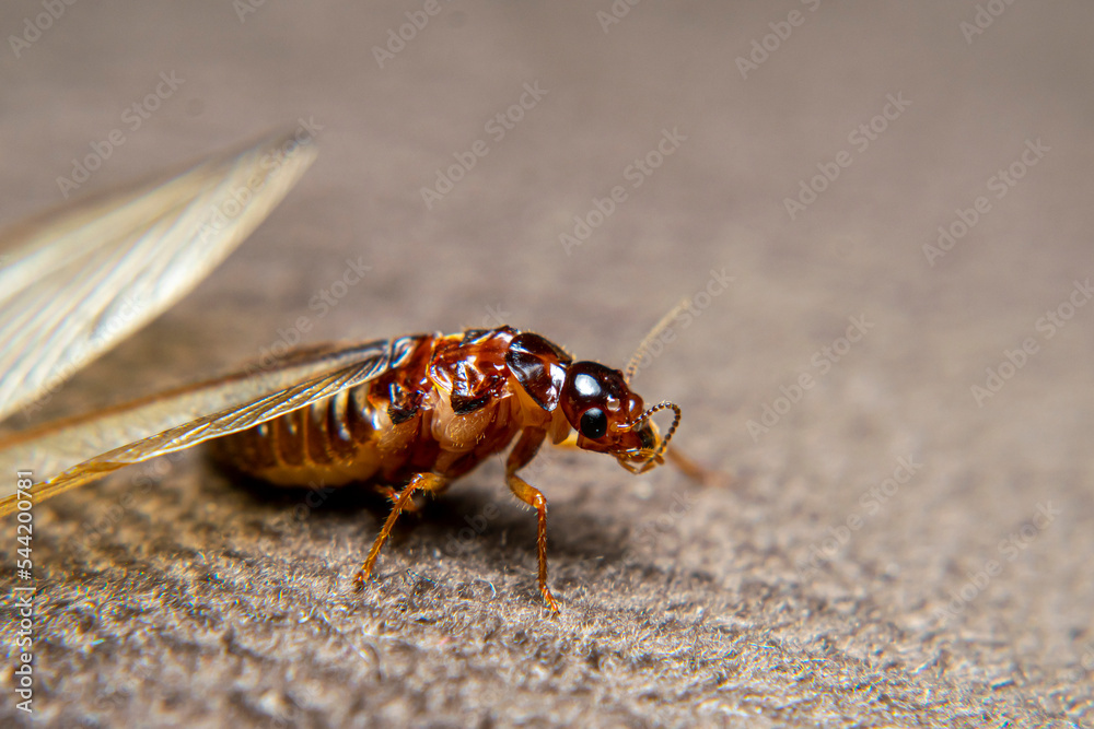 Close Up of Swarmers, moths, flying termite, winged termites ...