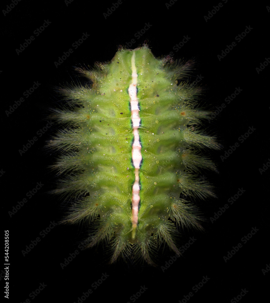 Slug moth caterpillar in the Philippines, Visayas region, Southeast ...