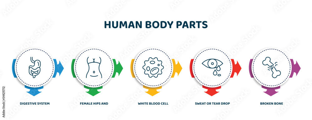 editable thin line icons with infographic template. infographic for ...