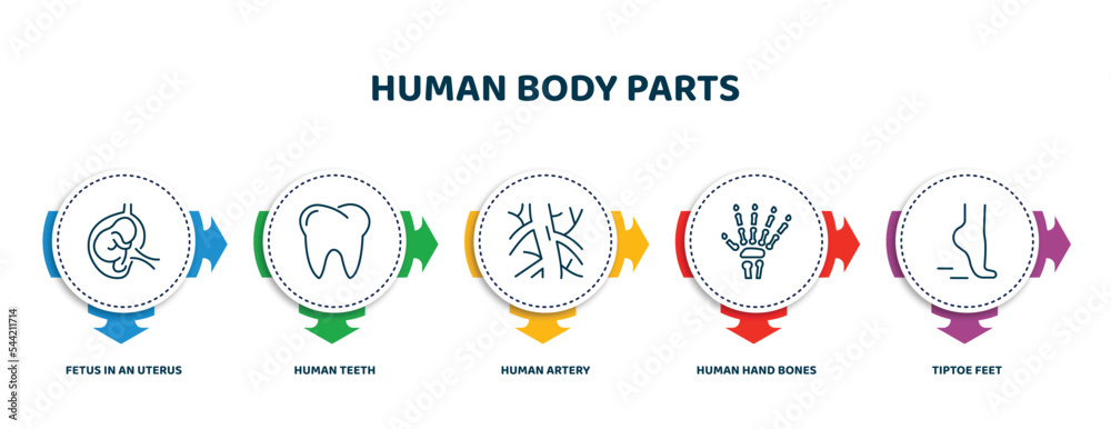 editable thin line icons with infographic template. infographic for ...