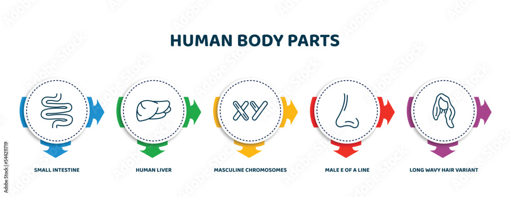 editable thin line icons with infographic template. infographic for ...