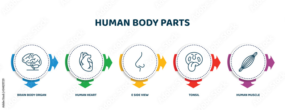 editable thin line icons with infographic template. infographic for ...