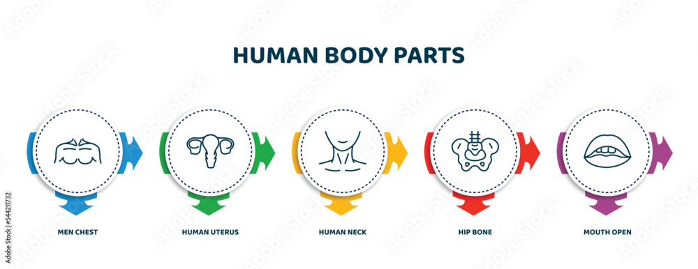editable thin line icons with infographic template. infographic for ...